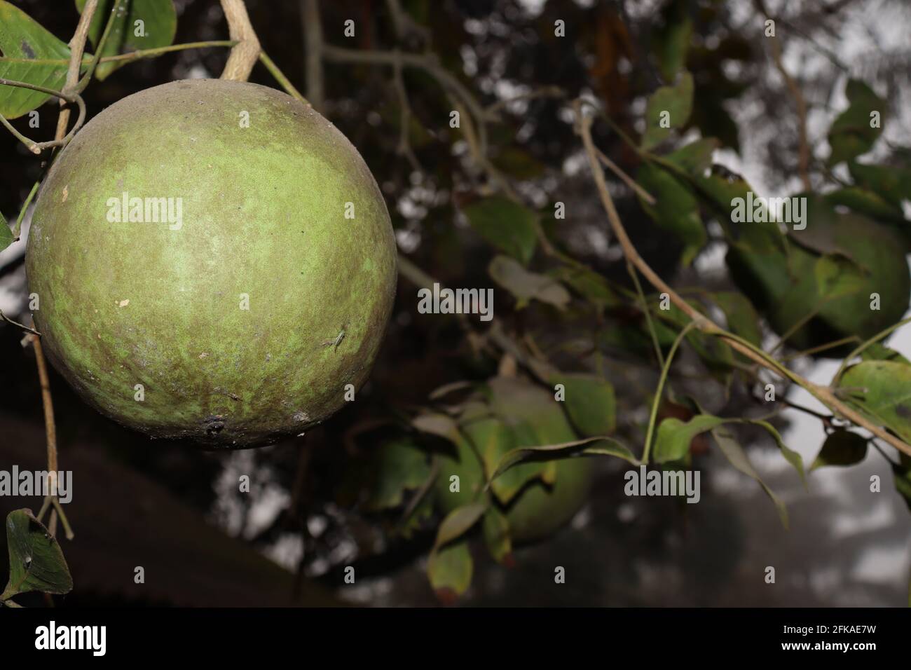 green colored ripe wood apple on tree for harvest Stock Photo - Alamy