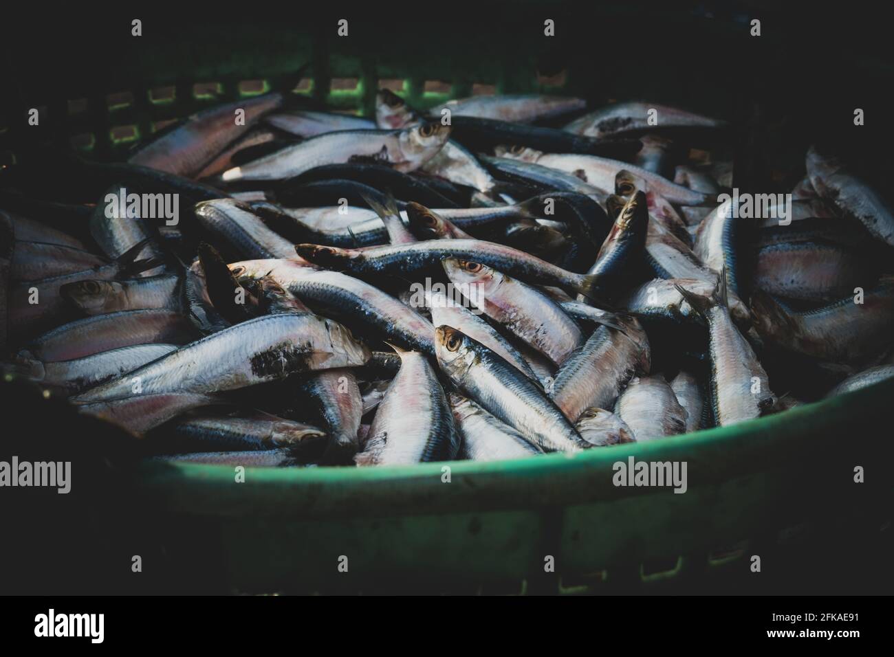 Collection of fresh Sardine fish for sale in the fishmarket Stock Photo ...