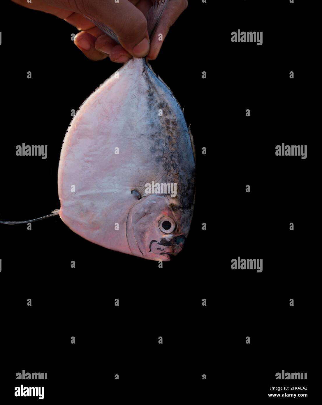 Human hand holding Beautiful mene fish also known as the moon fish ...