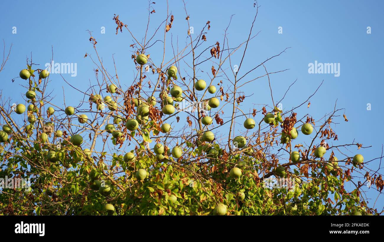 Sacred tree Bilv or Bael close up with green leaves. Bilv tree ...