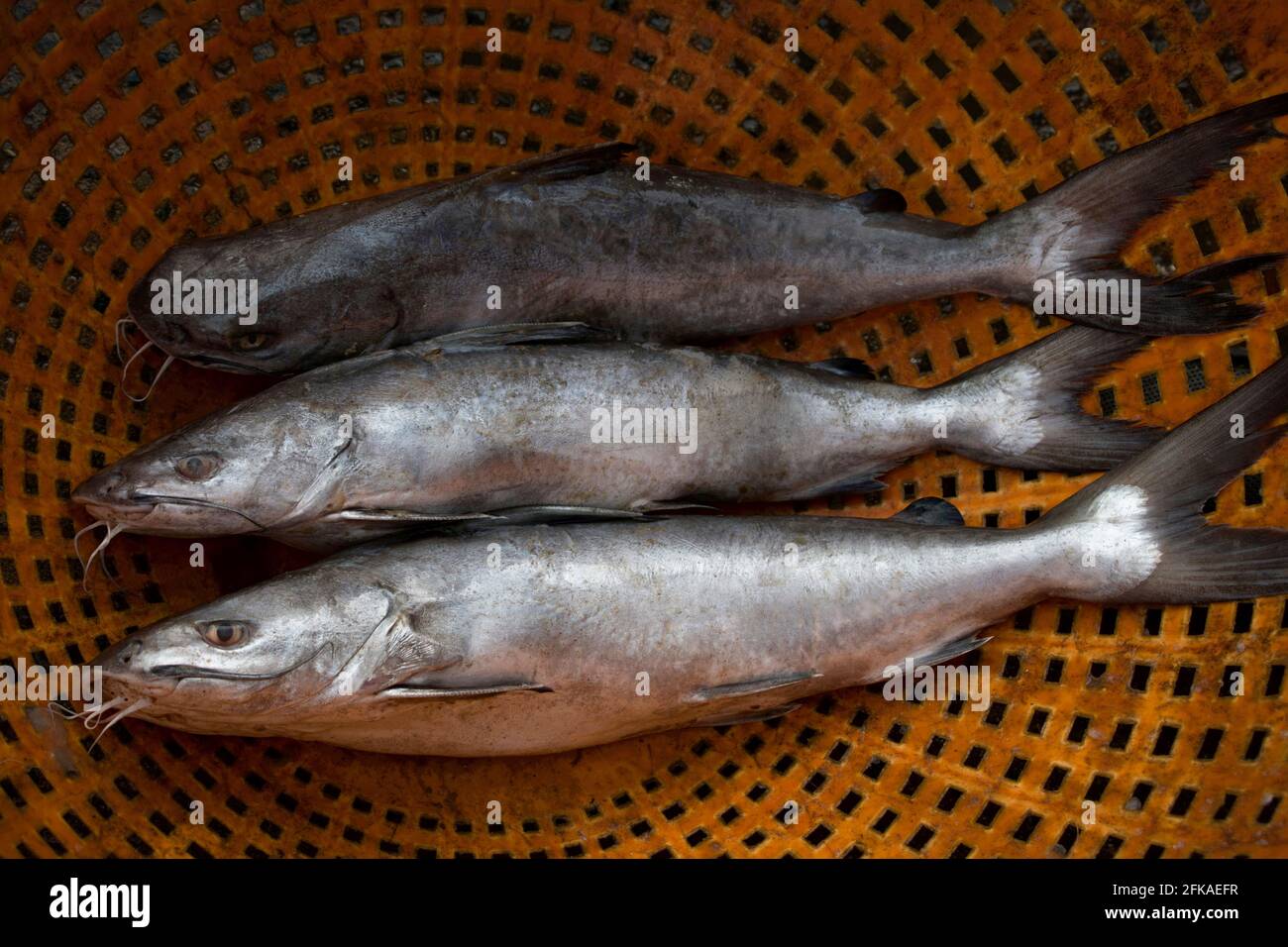 Silver catfish hi-res stock photography and images - Alamy