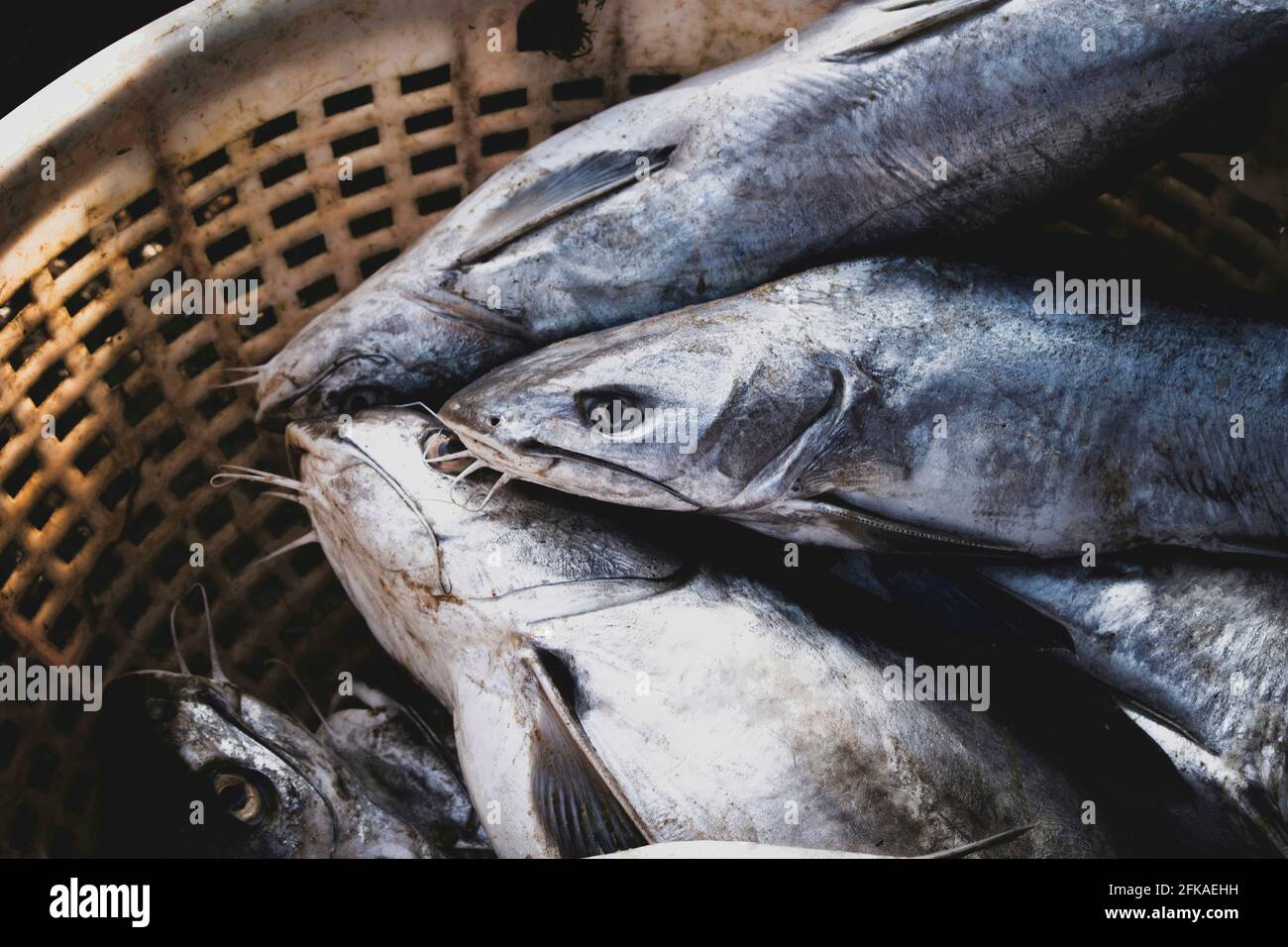 Freshwater Tank Catfish Channel Silver