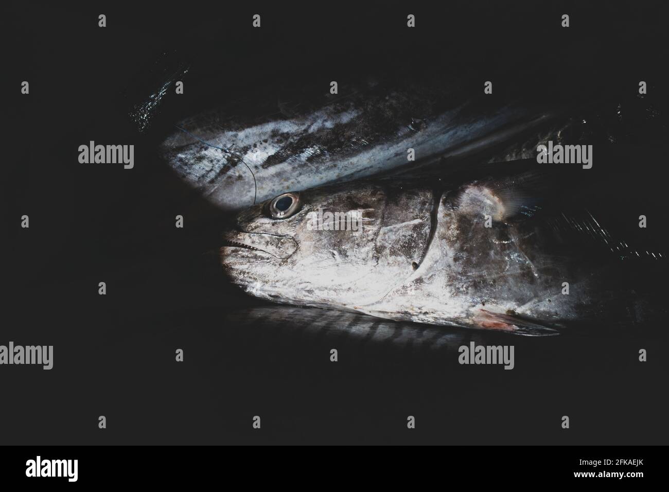 Close up shot of Spanish Mackerel fish background Stock Photo - Alamy