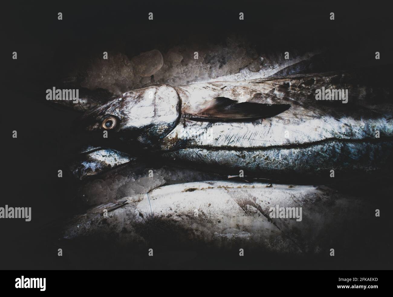 King mackerel fish hi-res stock photography and images - Alamy