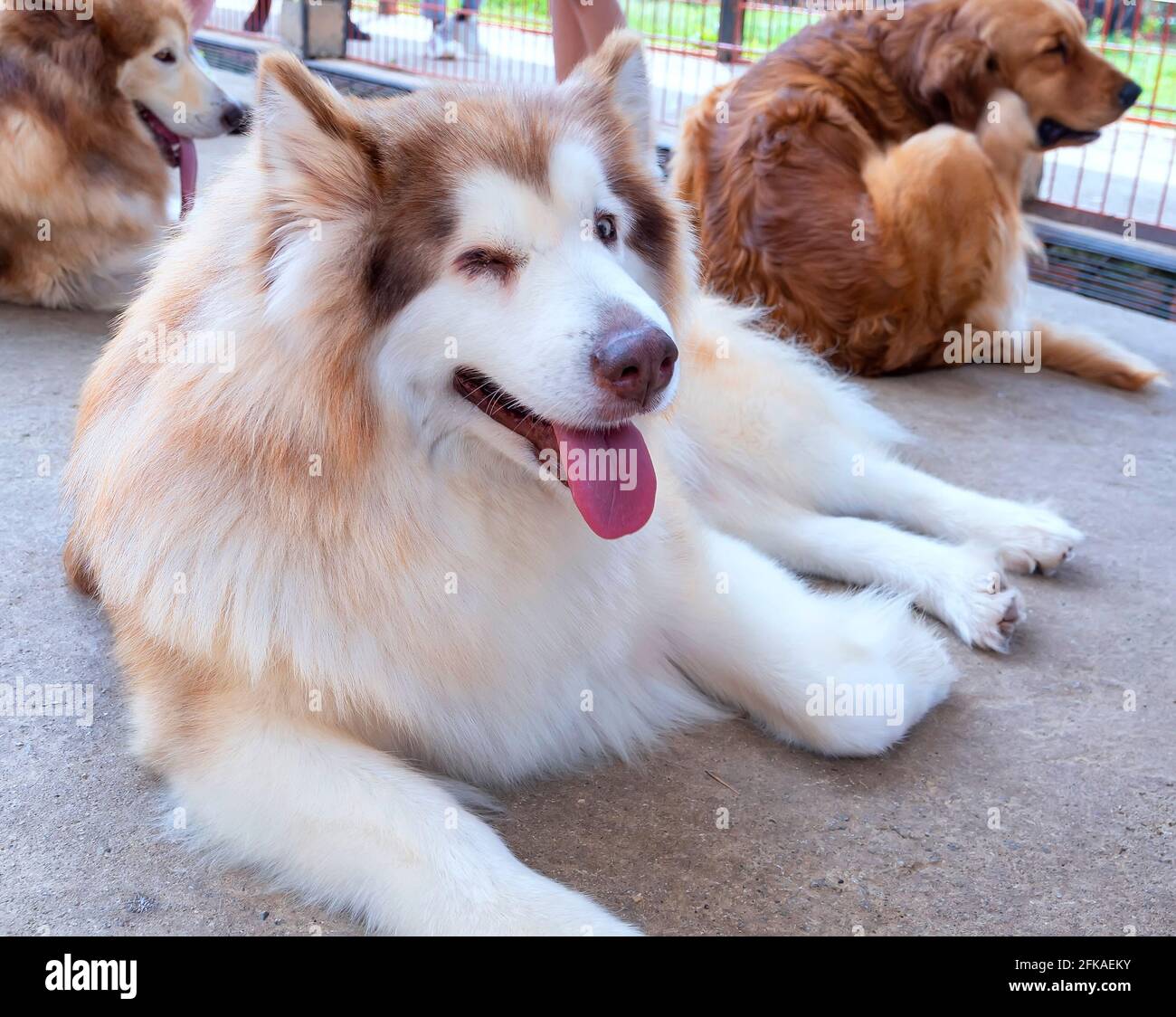 Alaska Malamute dog portrait in domesticated pet. They are very ...