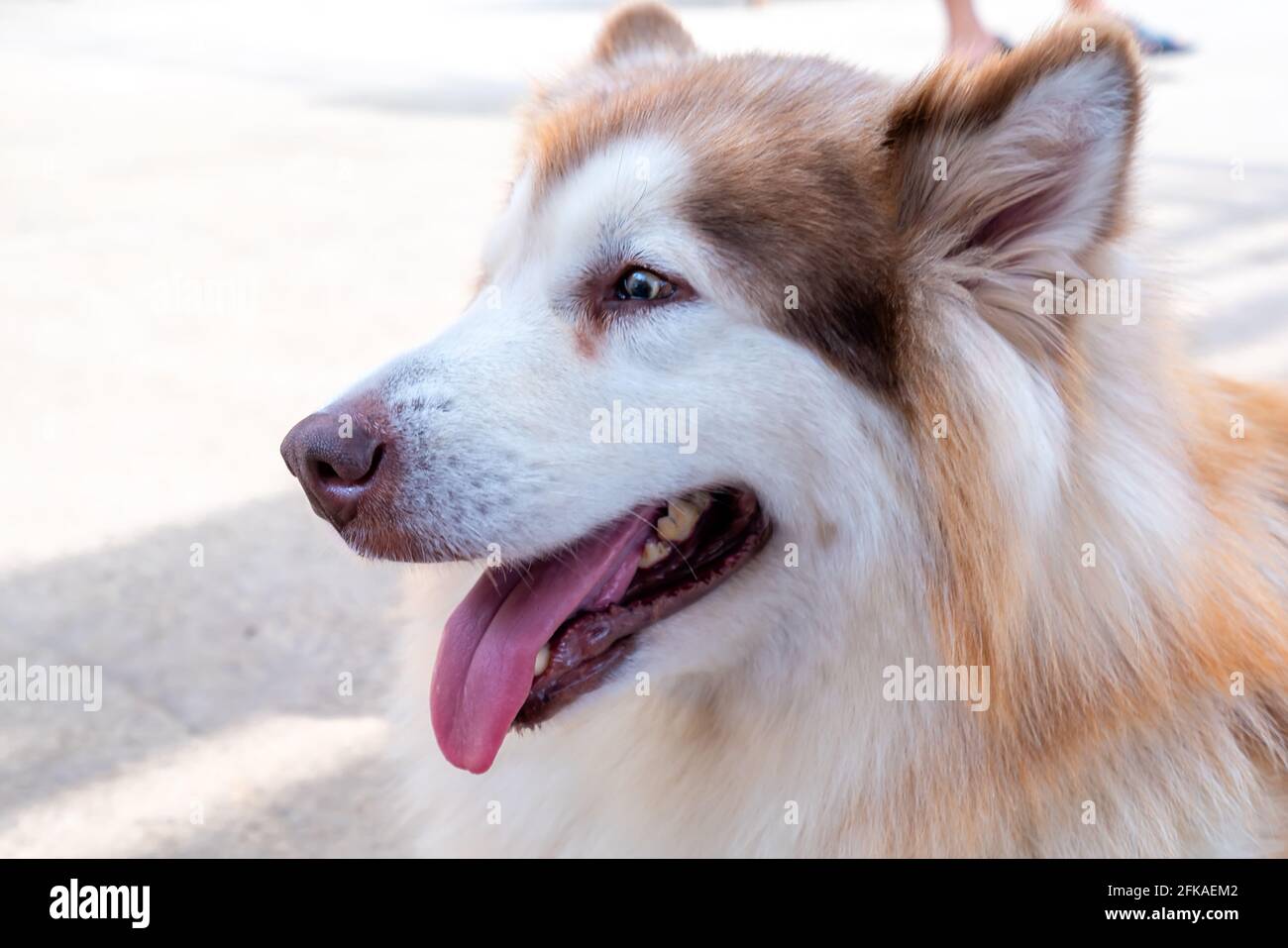 Alaska Malamute dog portrait in domesticated pet. They are very ...