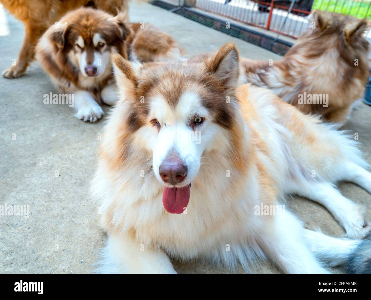 Adorable puppies are playing in domesticated pet. They are very ...