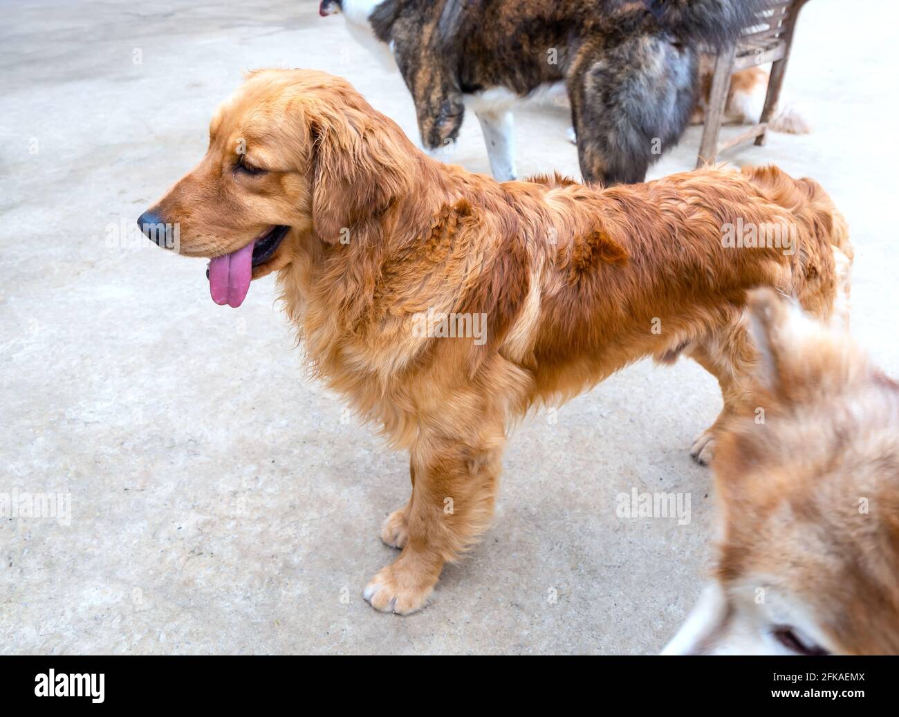 Cocker spaniel in domesticated house. They are very friendly and good ...