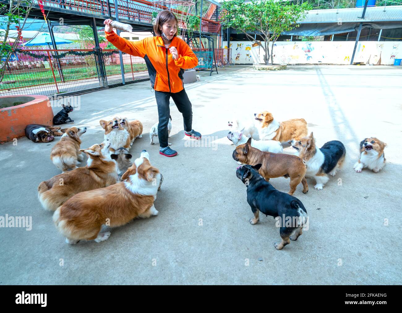 Puppy farm hi-res stock photography and images - Alamy