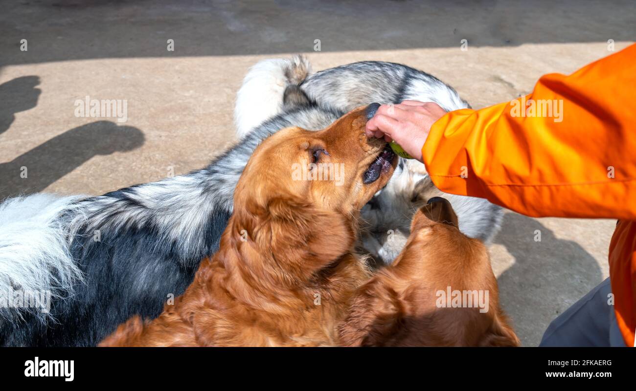 Child and cocker spaniel hi-res stock photography and images - Alamy