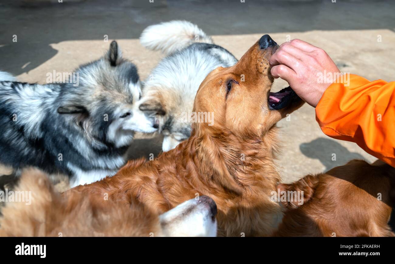 Child and cocker spaniel hi-res stock photography and images - Alamy