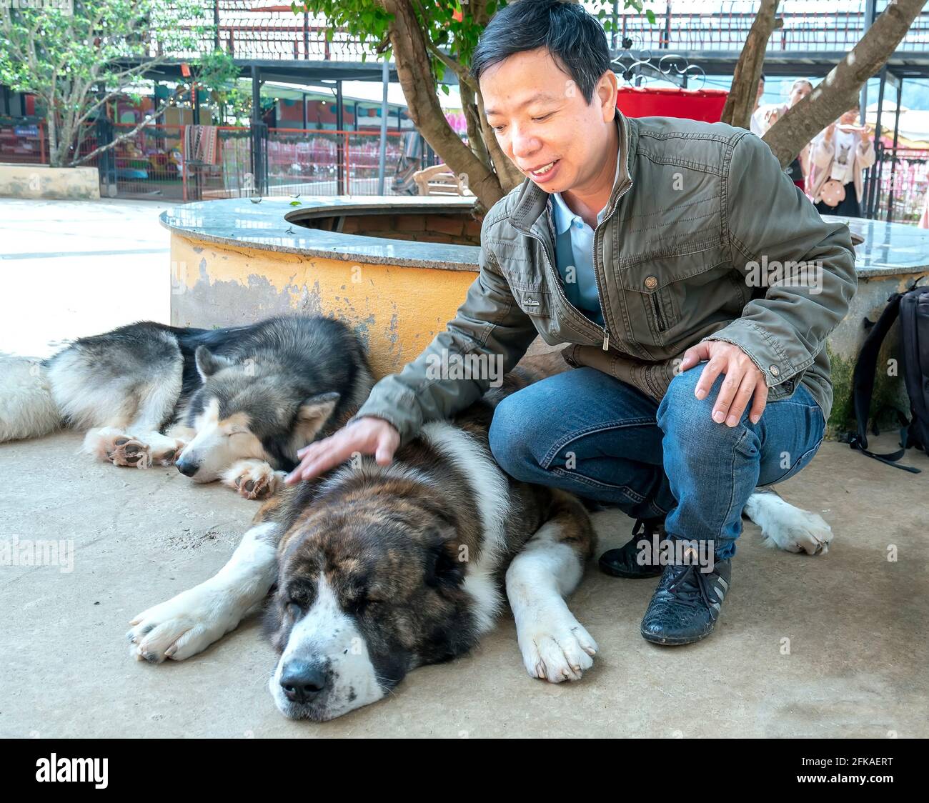 Tourists is cuddling alaska dog in the dog farm expressing animal love ...