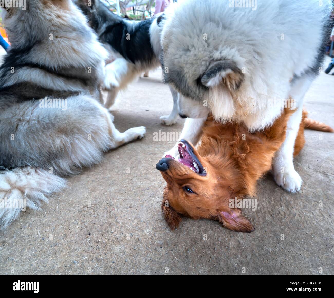 Are Farm Dogs Good House Pets