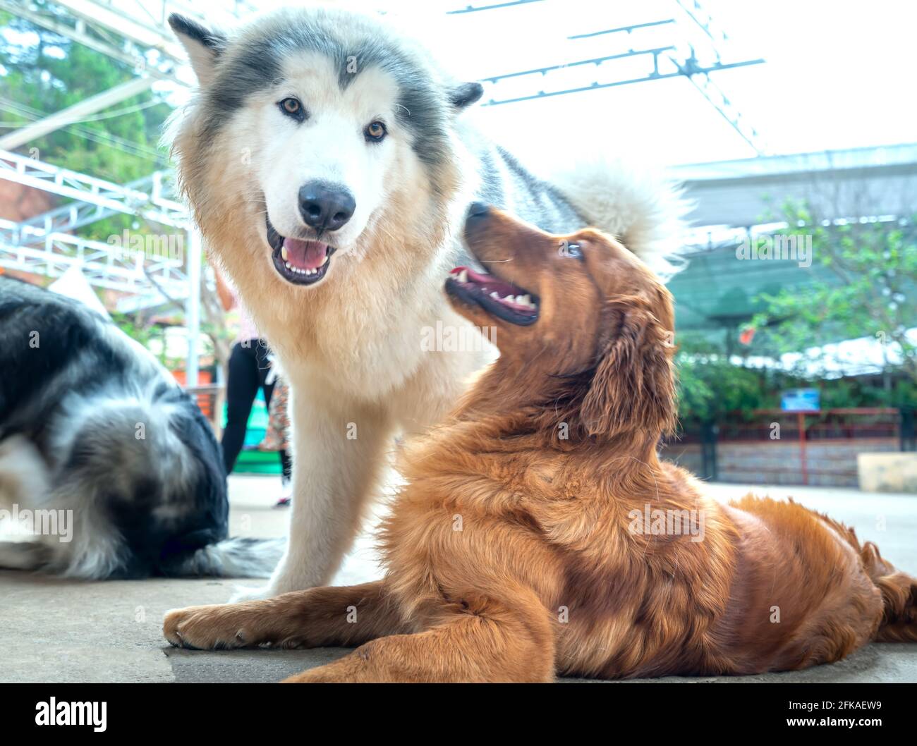 Are Farm Dogs Good House Pets