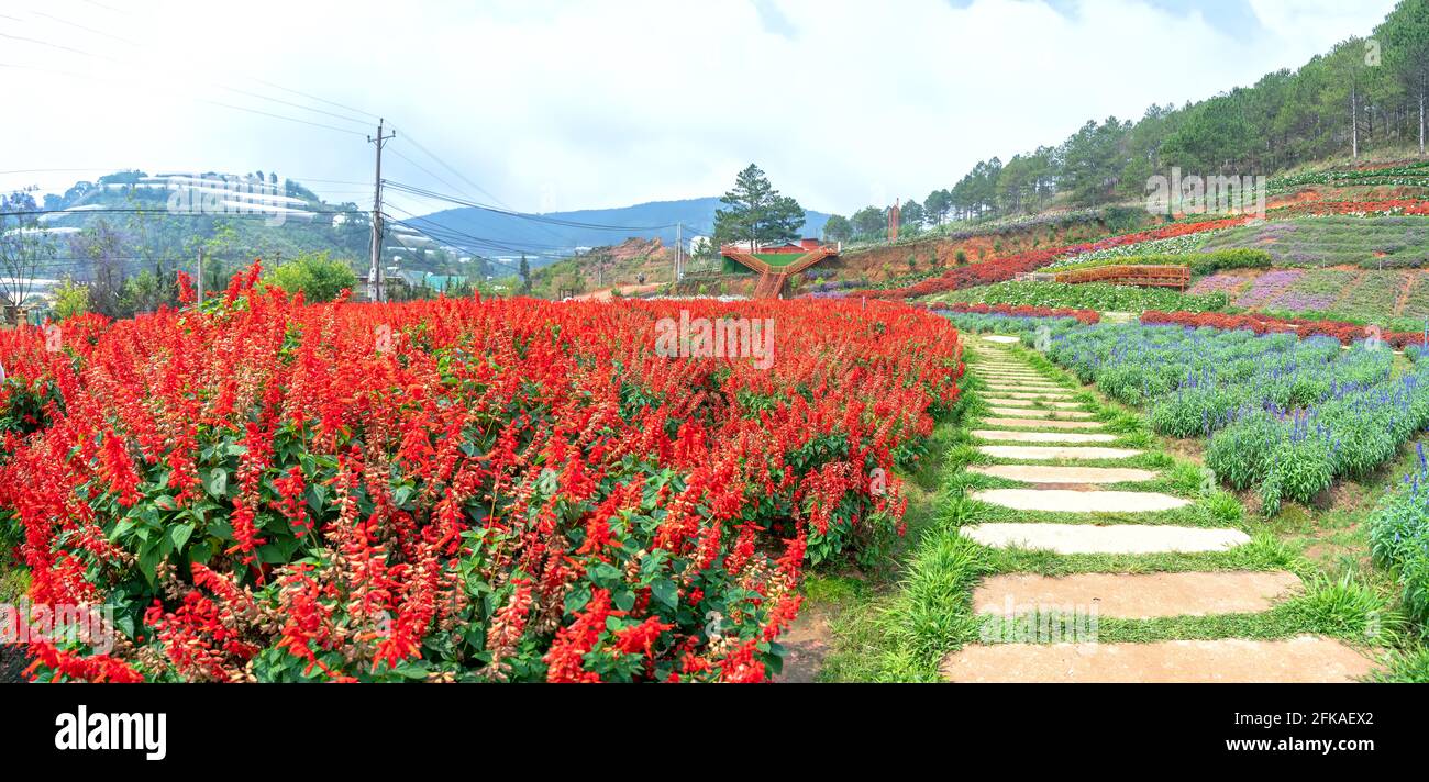 Scarlet Sage field of flowers in small garden. This is a flower ...