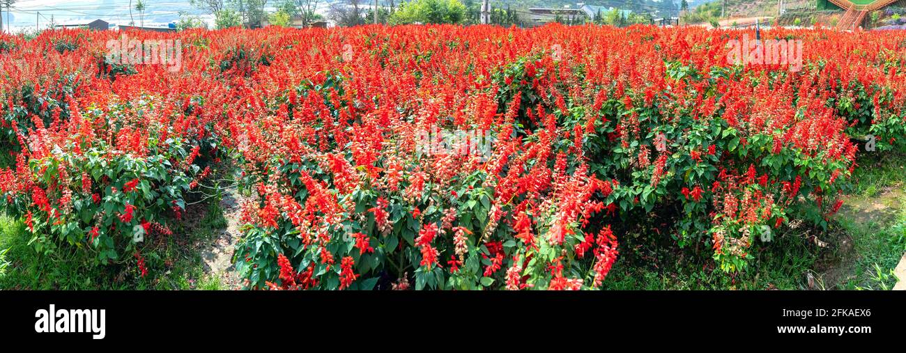 Scarlet Sage field of flowers in small garden. This is a flower ...