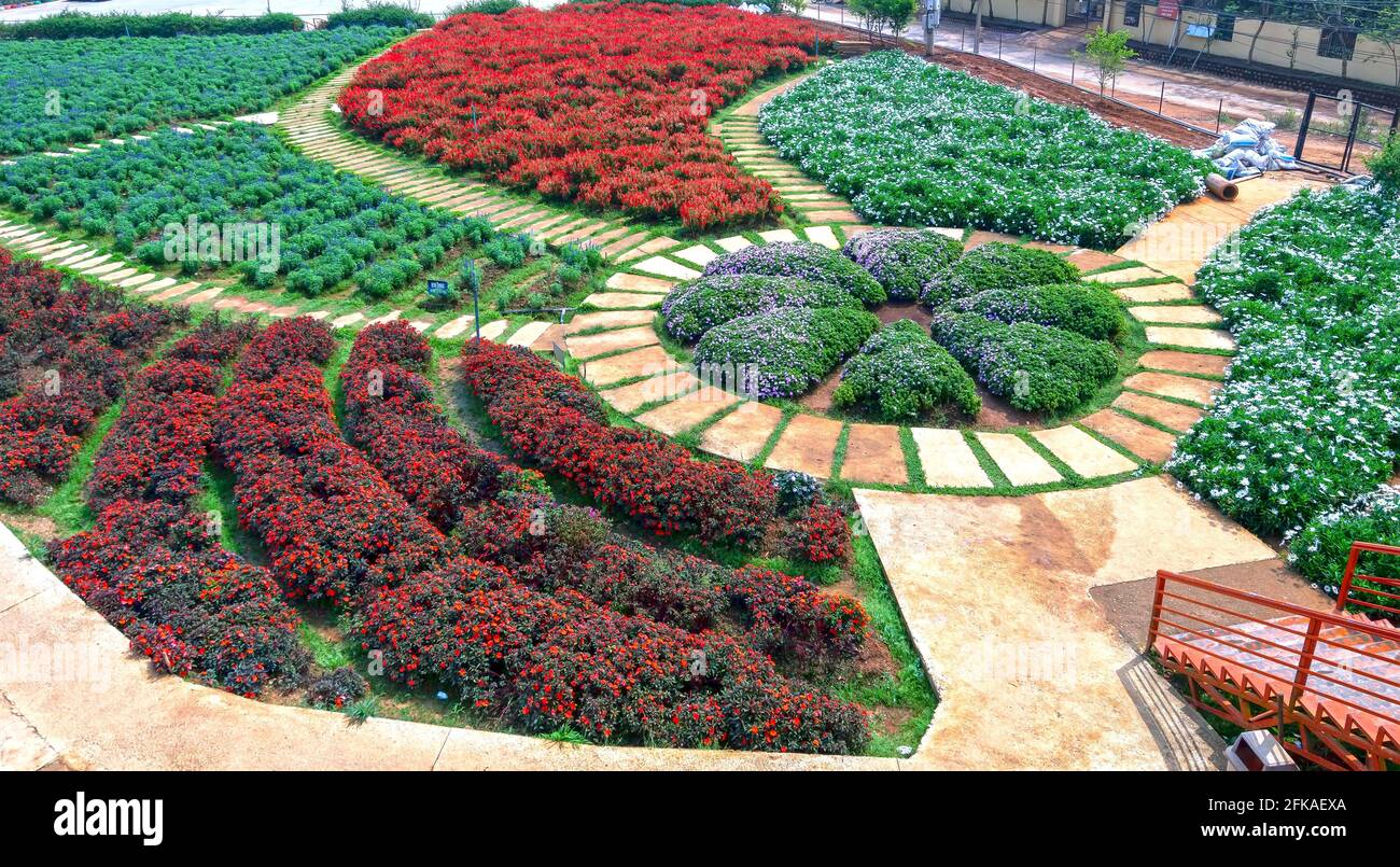 Flower garden viewed from above with many purple lavender flowers ...