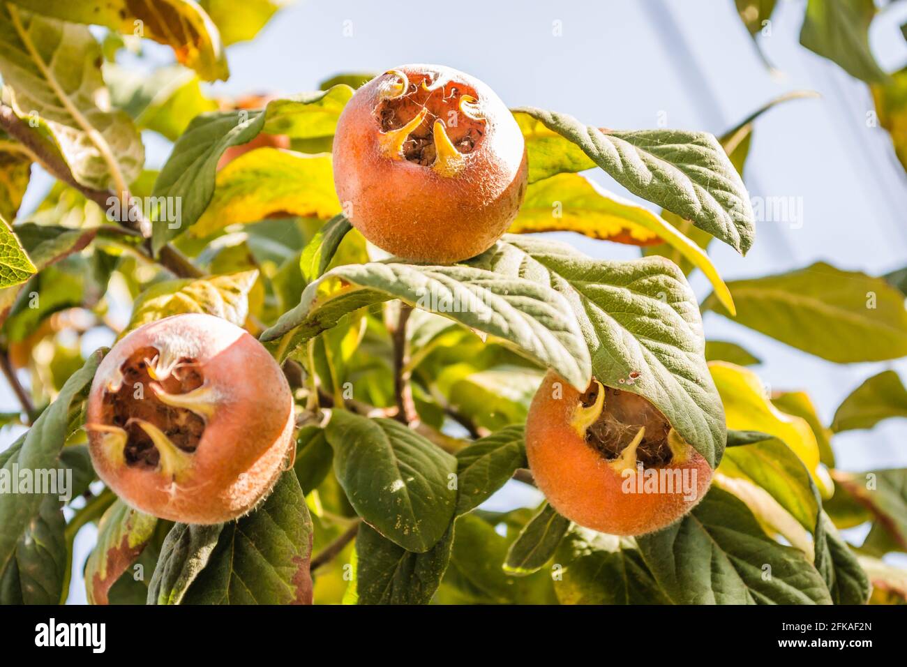 Medlar fruit on a branch. Fruit of Mespilus germanica Stock Photo - Alamy
