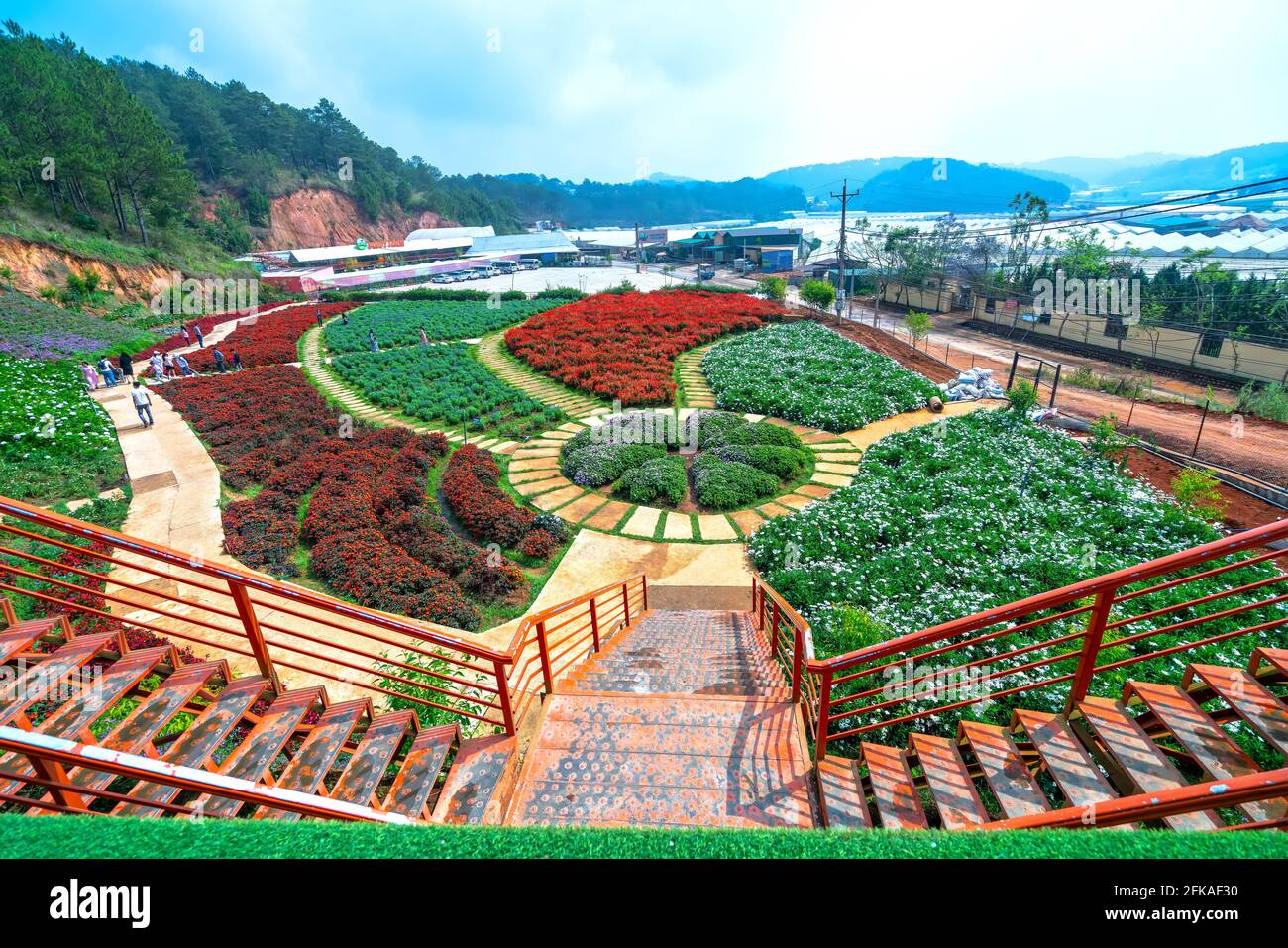 Flower garden viewed from above with many purple lavender flowers ...