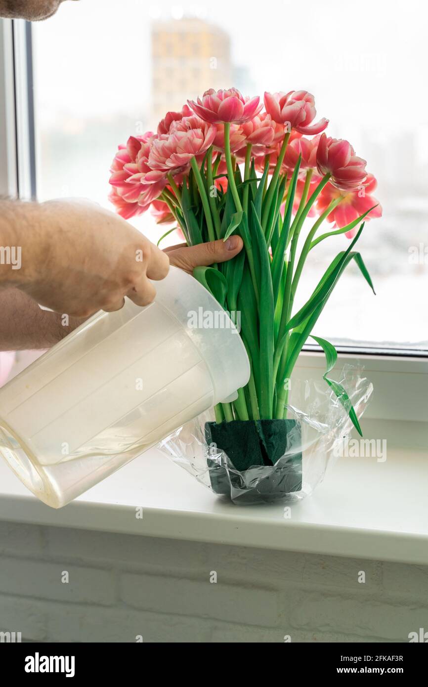 a man watering a bouquet of flowers made with a sponge Stock Photo - Alamy