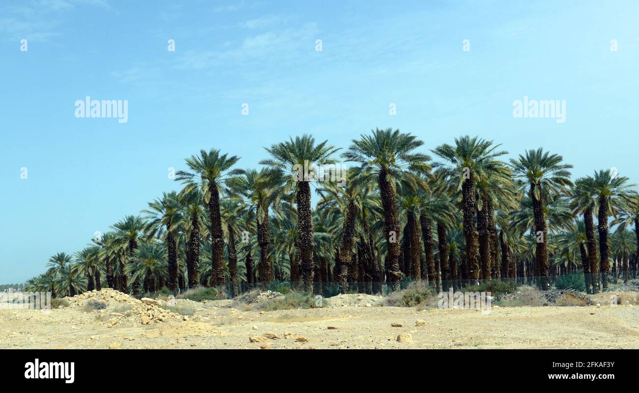 Israeli dates hi-res stock photography and images - Alamy