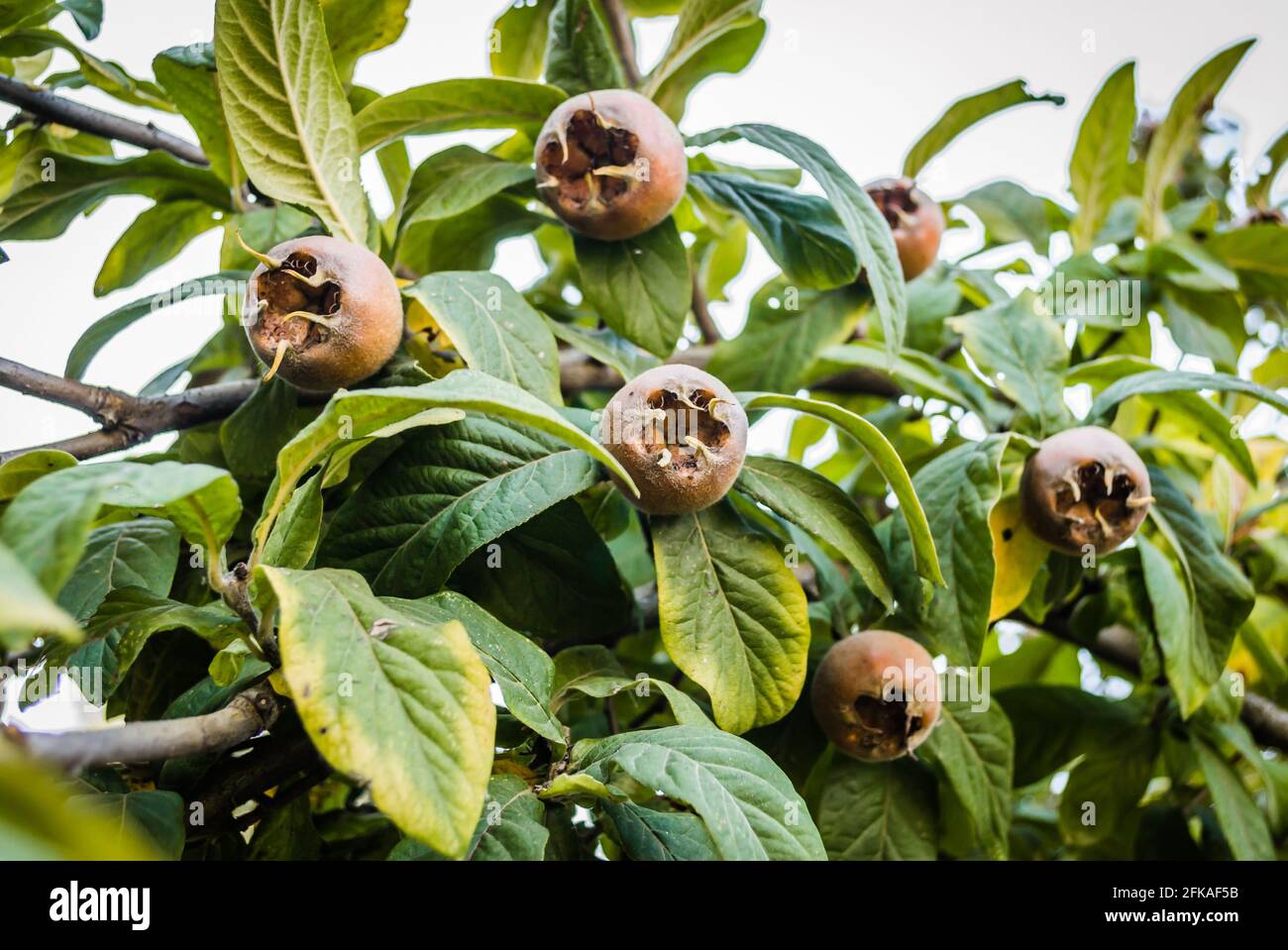 Medlar fruit on a branch. Fruit of Mespilus germanica Stock Photo - Alamy