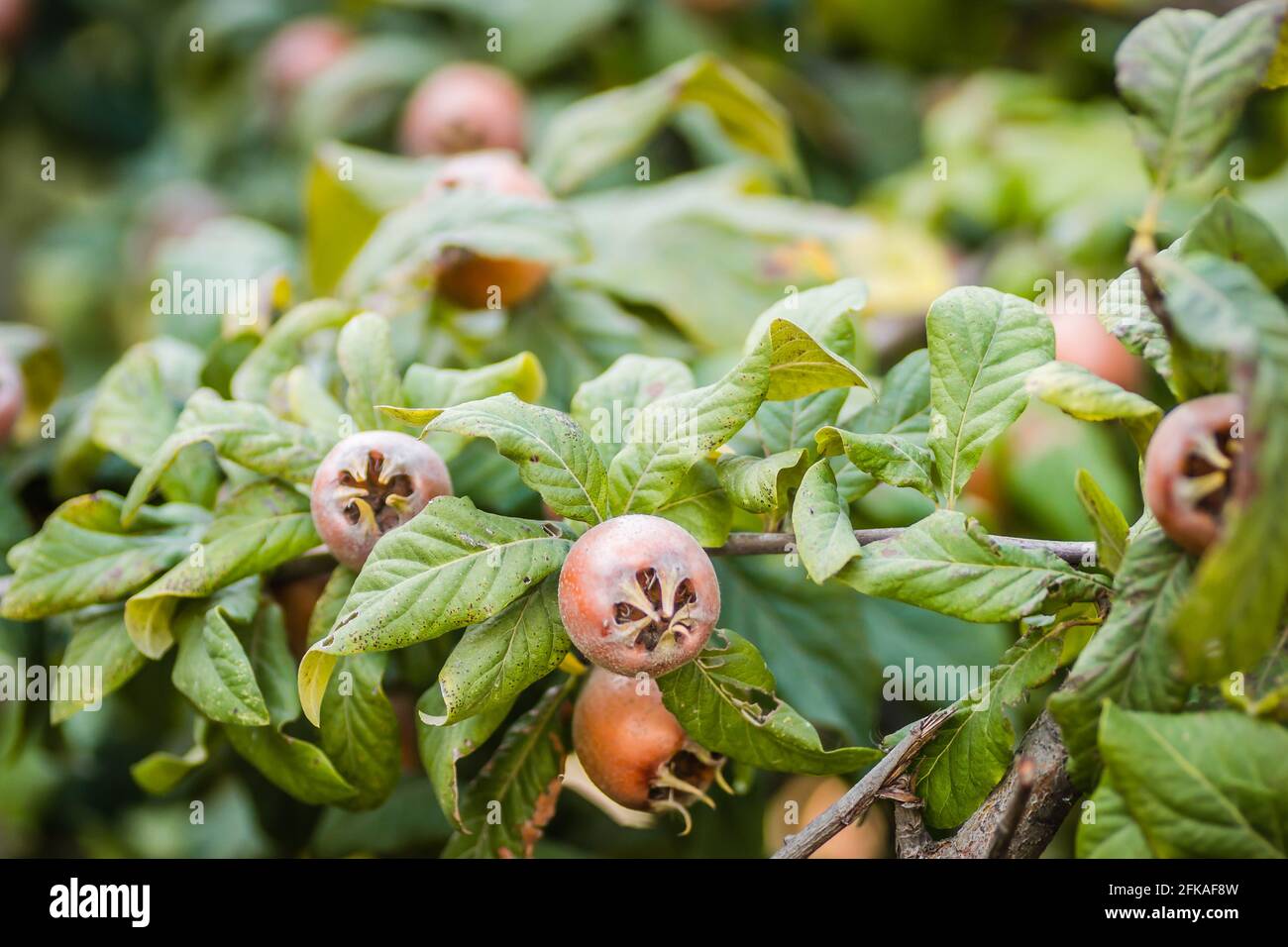 Medlar fruit on a branch. Fruit of Mespilus germanica Stock Photo - Alamy