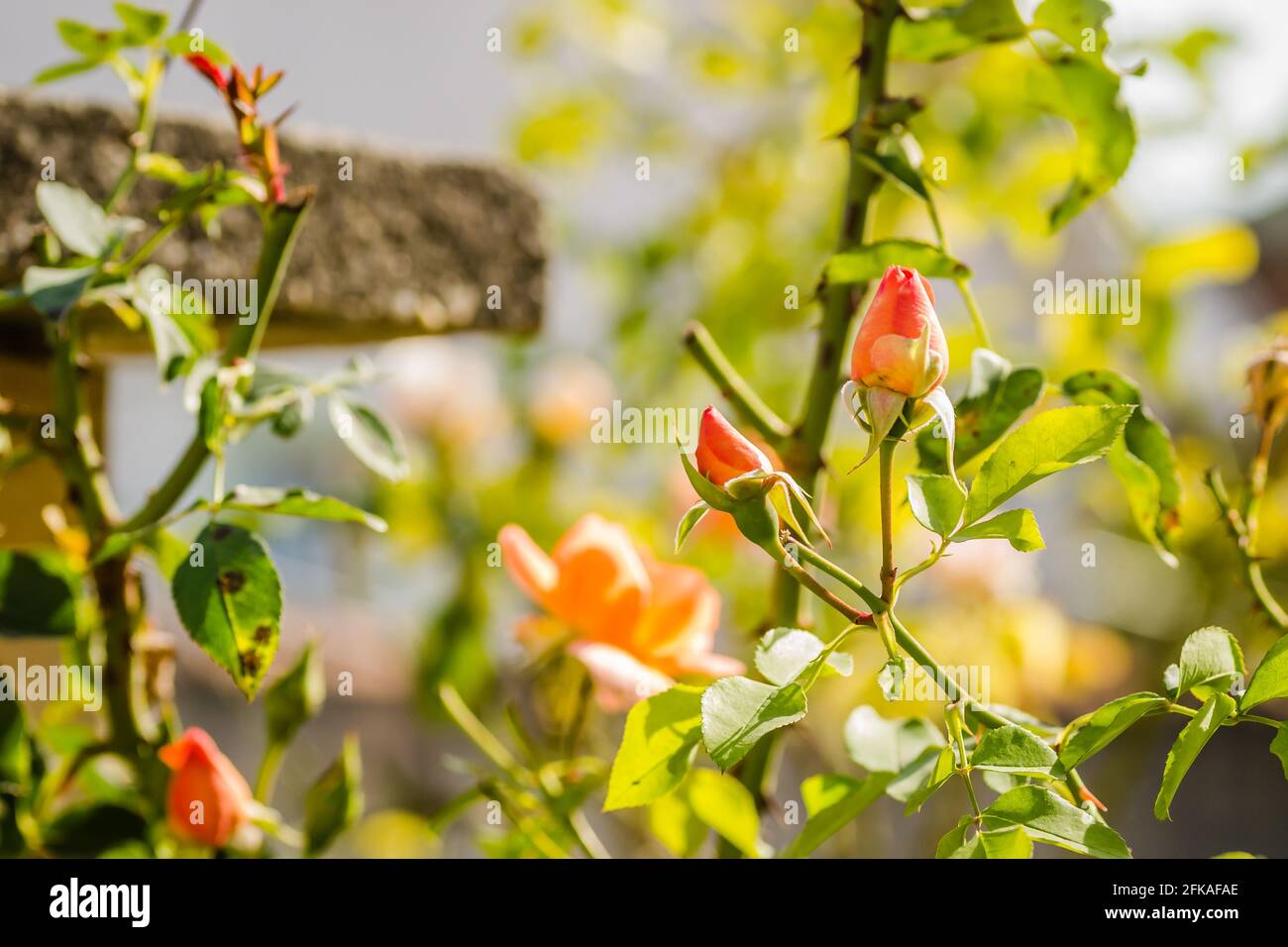 A bush of orange rose buds in the garden Stock Photo - Alamy