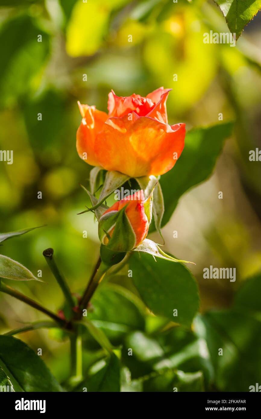 Floribunda rose garden design hi-res stock photography and images - Alamy