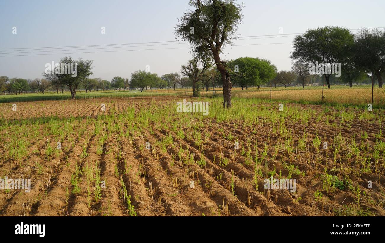 Empty field without crops due to farmer protest in India. Desolated ...