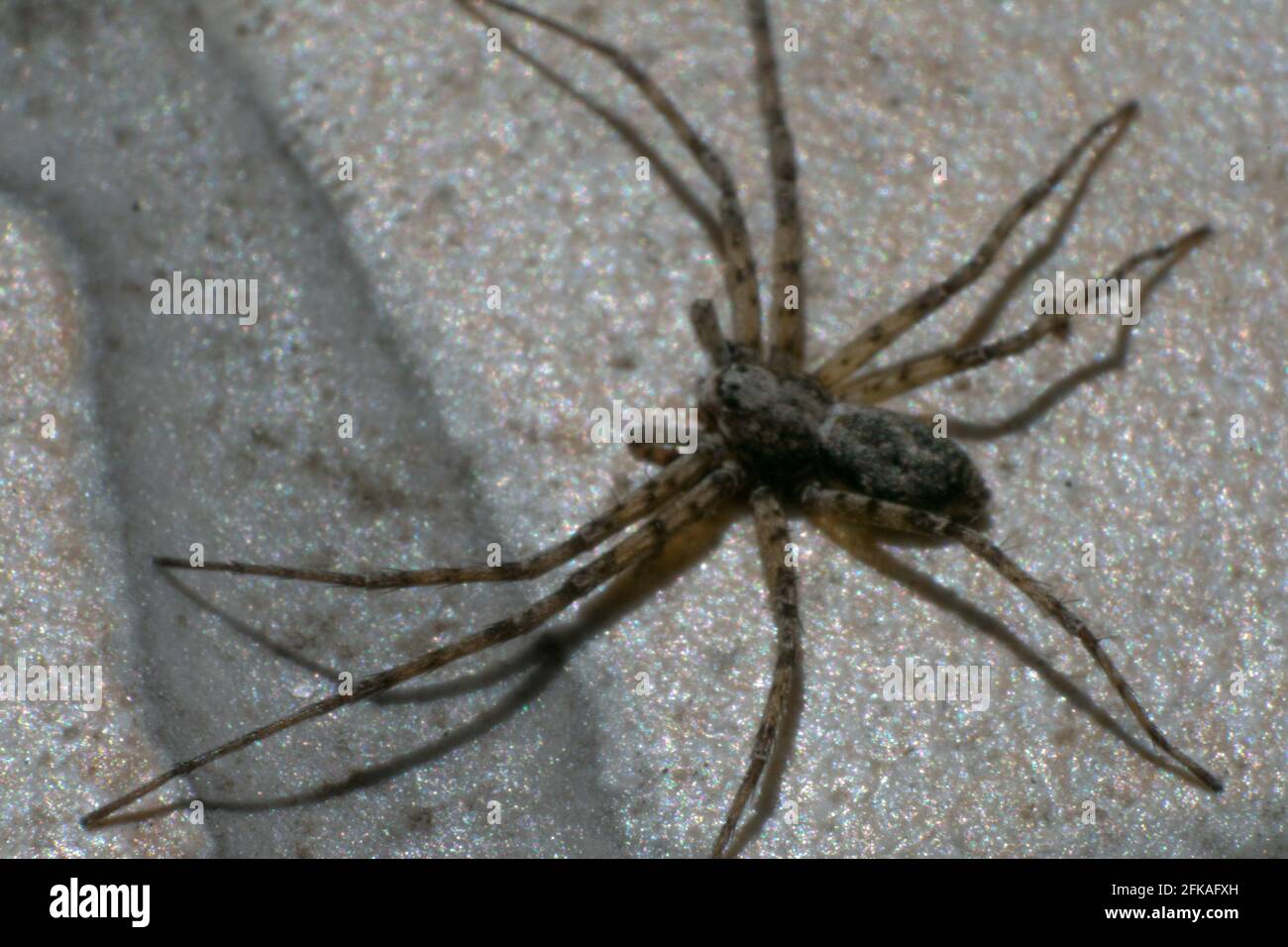 Eratigena atrica house spider Stock Photo - Alamy