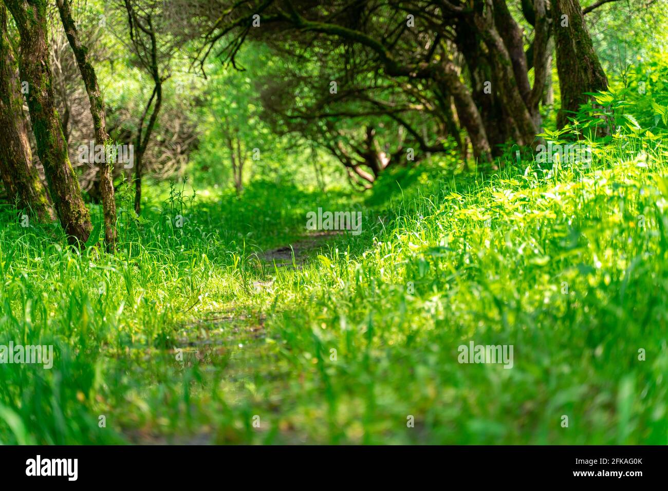 natural green background. wet forest path after rain. selective focus ...
