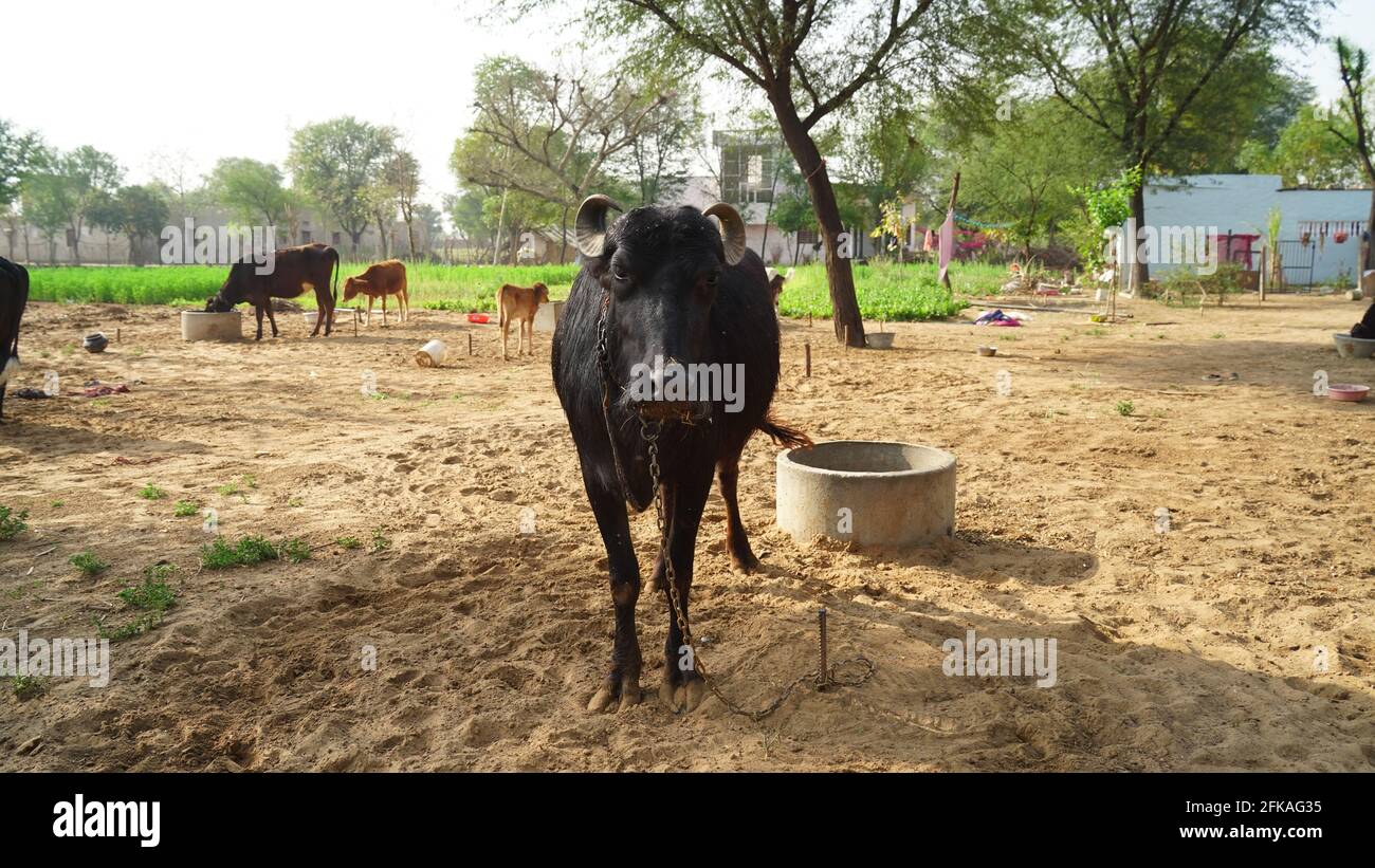 Indian agriculture and livestock industry concept. Animal farm closeup ...