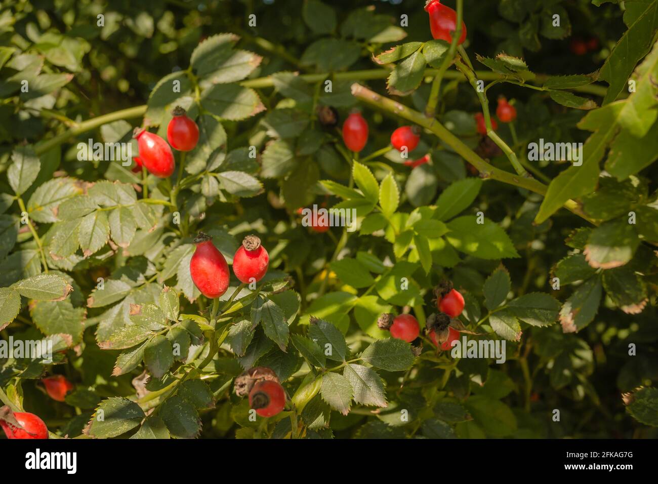 Rosa canina. Photo of shrubs of rosehip in the wild on a sunny autumn ...