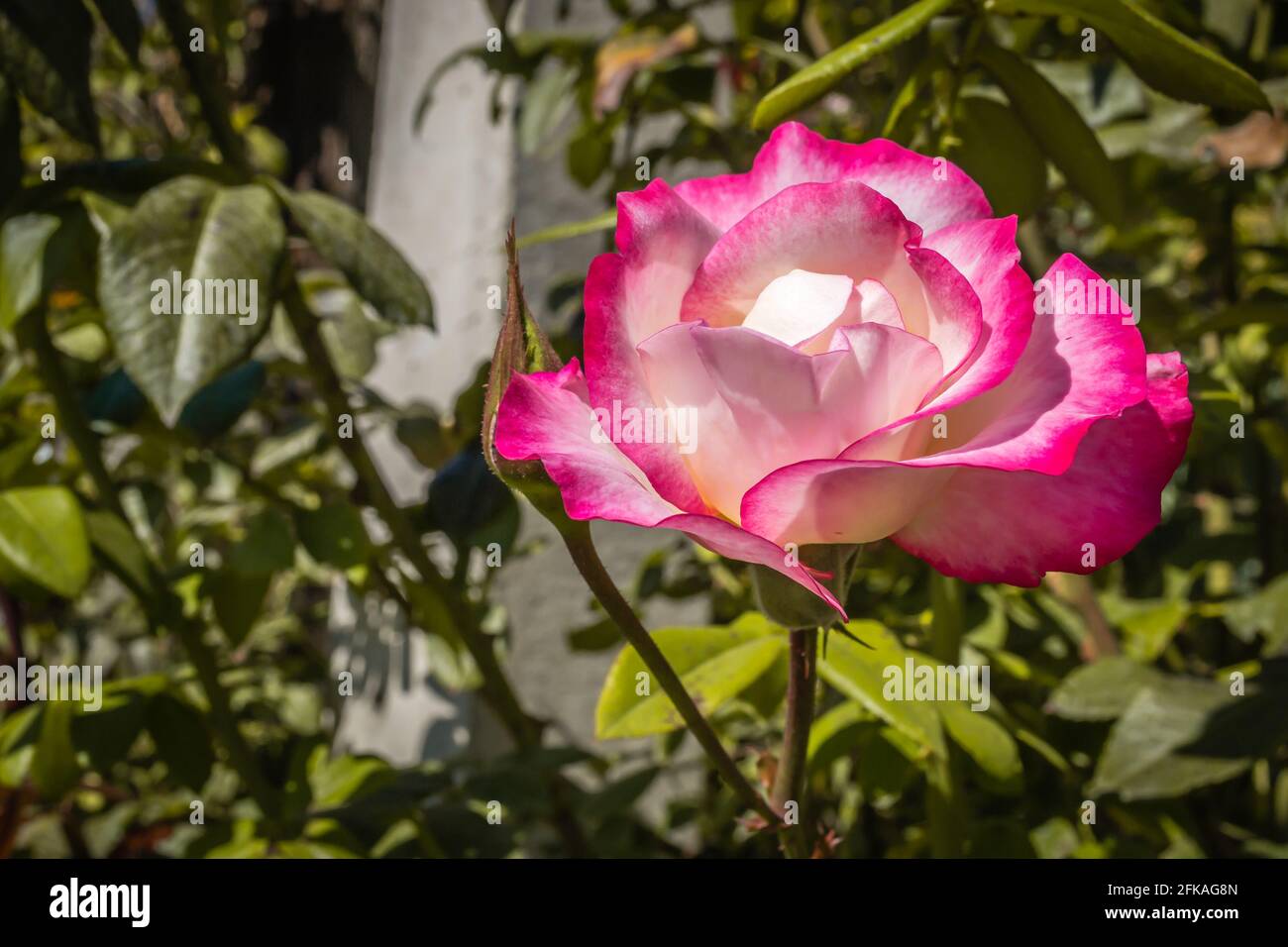 Love confusion hi-res stock photography and images - Alamy