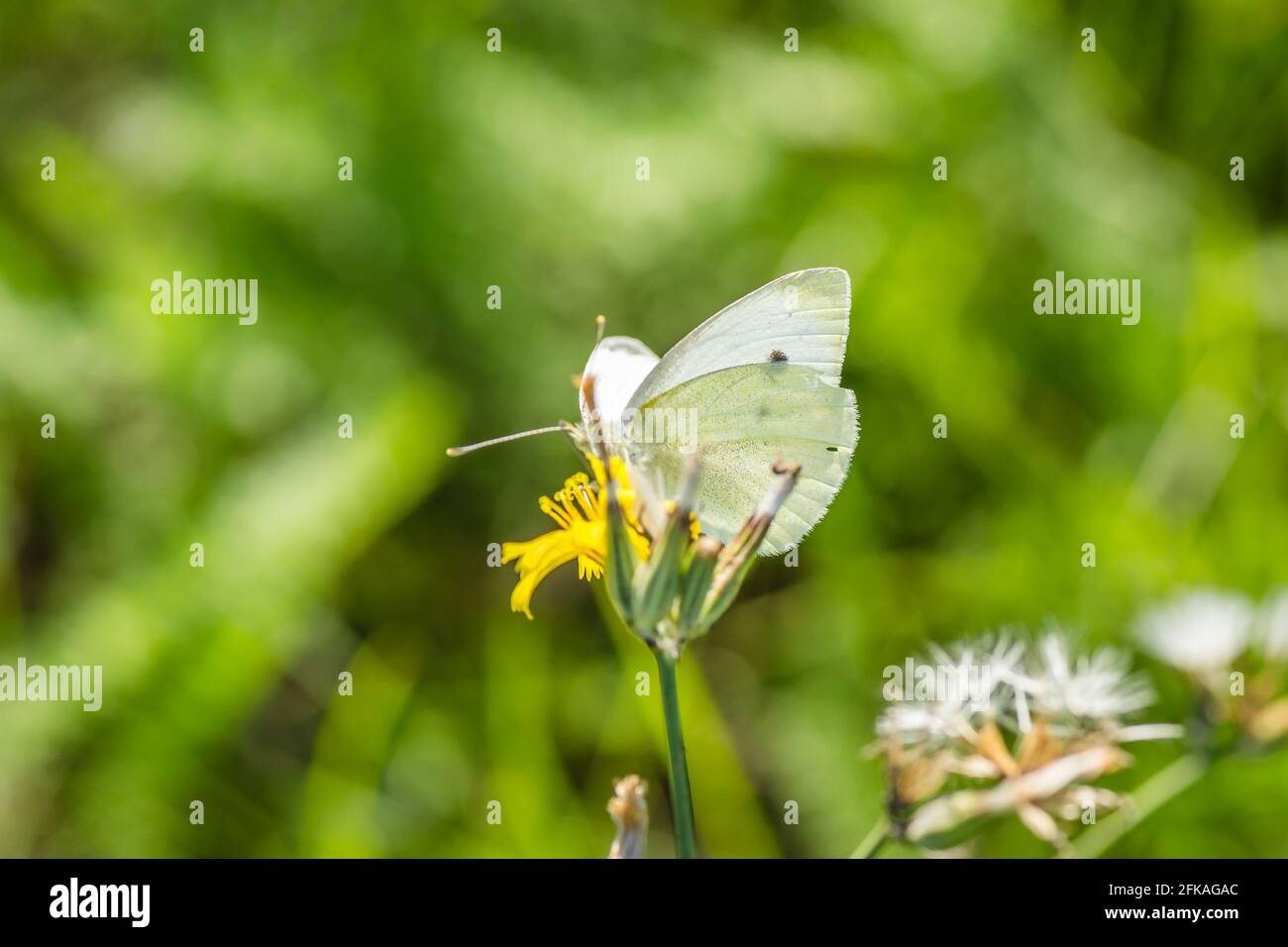 Female cabbage white butterfly hi-res stock photography and images - Alamy