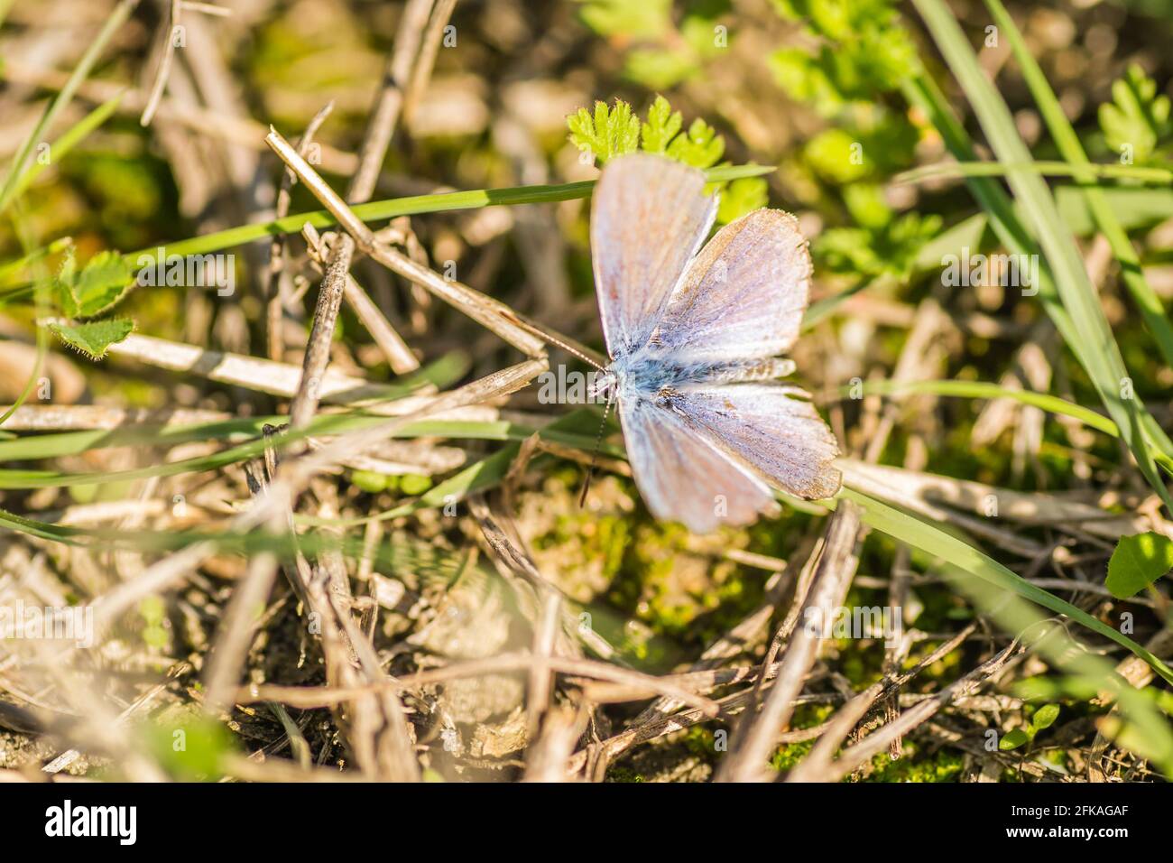 Stunning common blue butterfly hi-res stock photography and images - Alamy