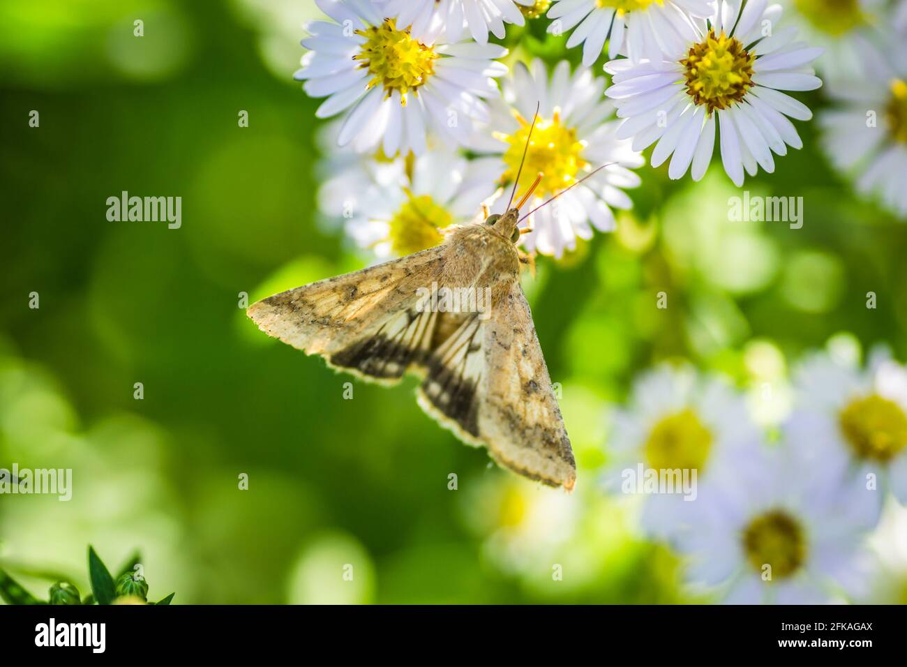 Moth on a flower daisies Stock Photo - Alamy
