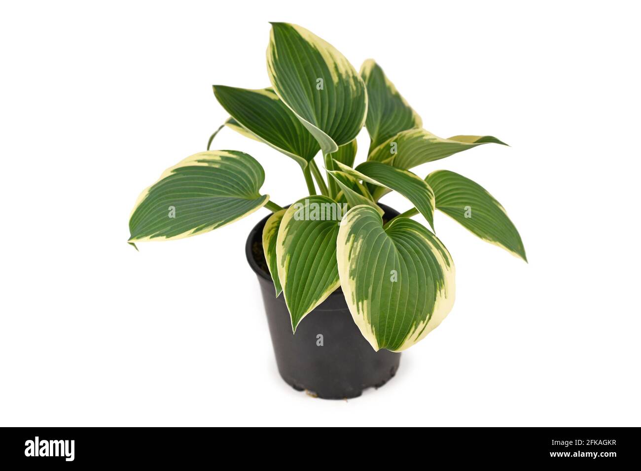 Asian Hosta plant with green leaves with white edges in flower pot ...
