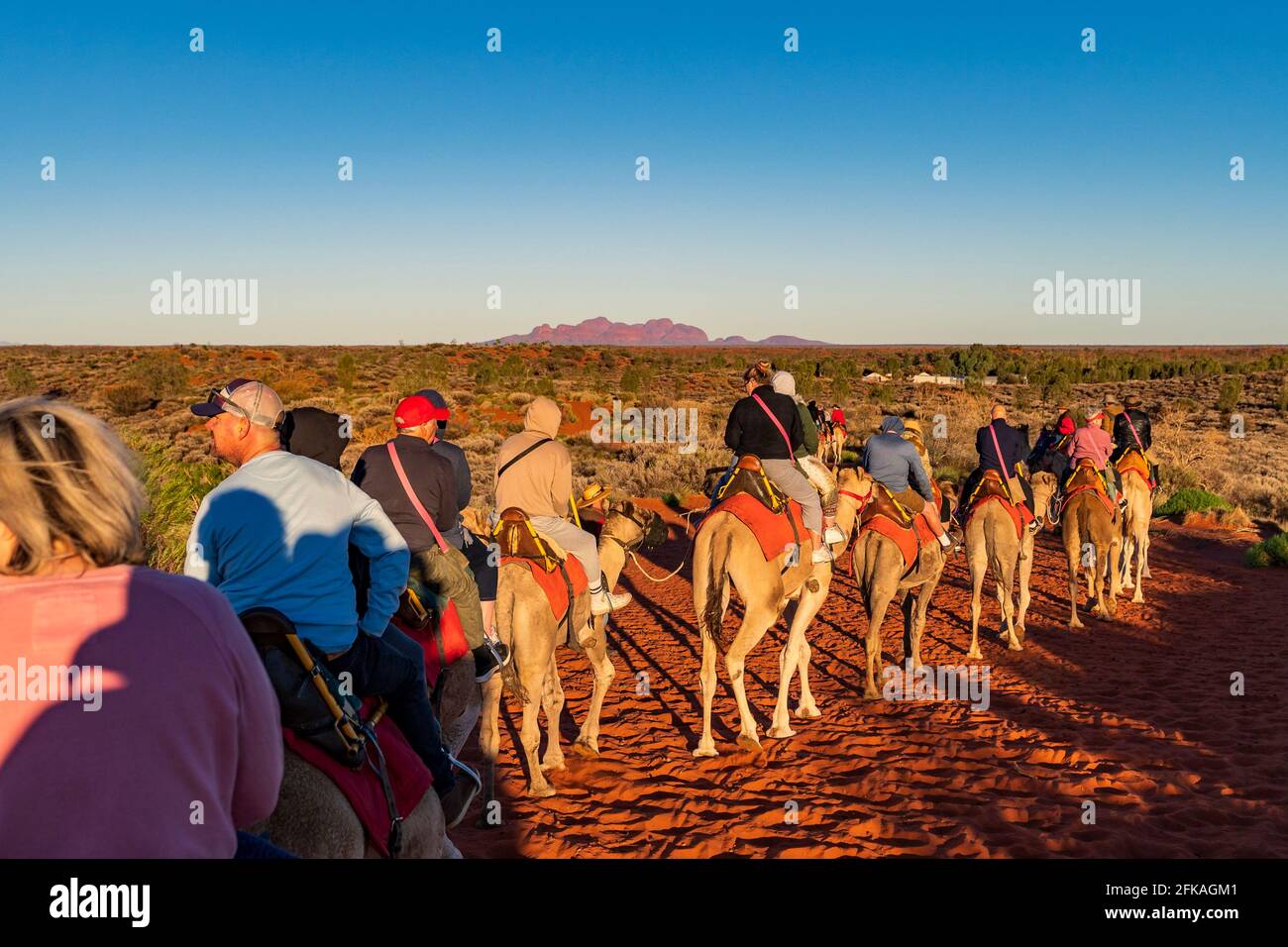 Australian camel farm hi-res stock photography and images - Alamy