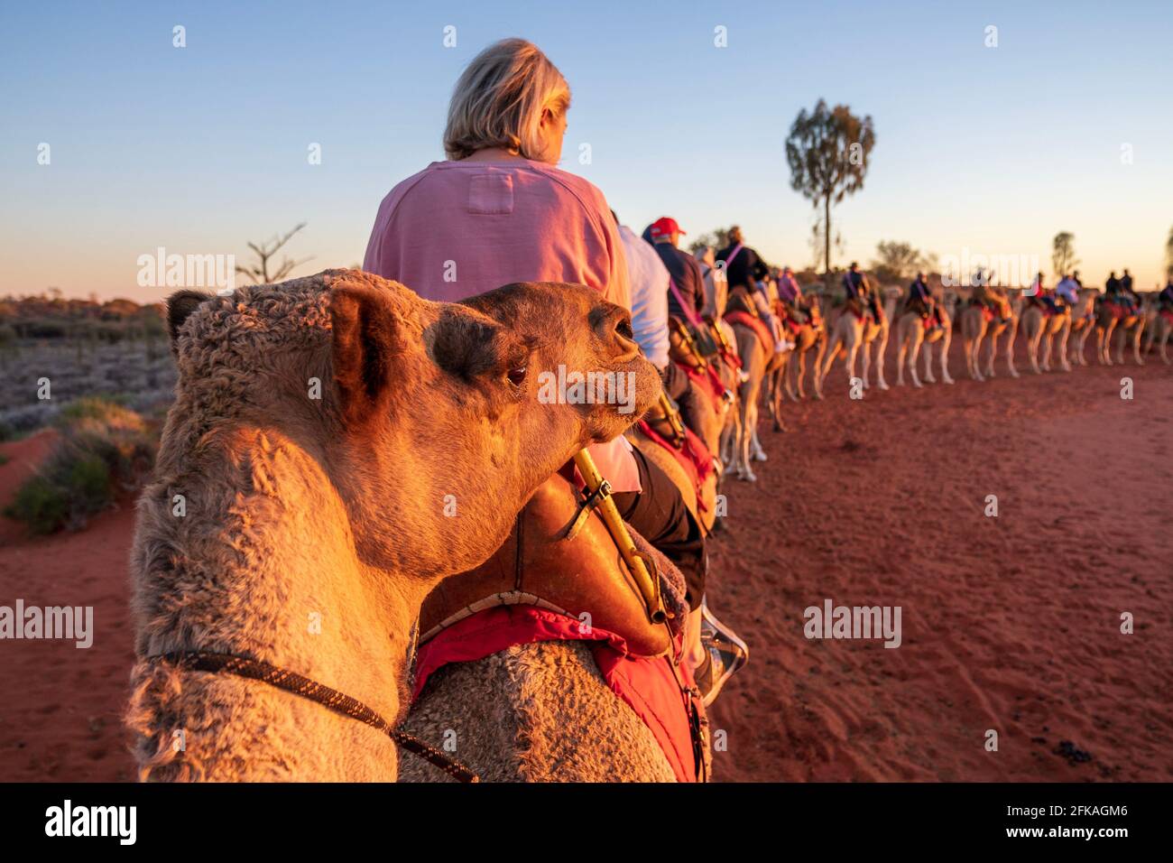 Tourists enjoying sunrise in the Central Australian desert Stock Photo ...