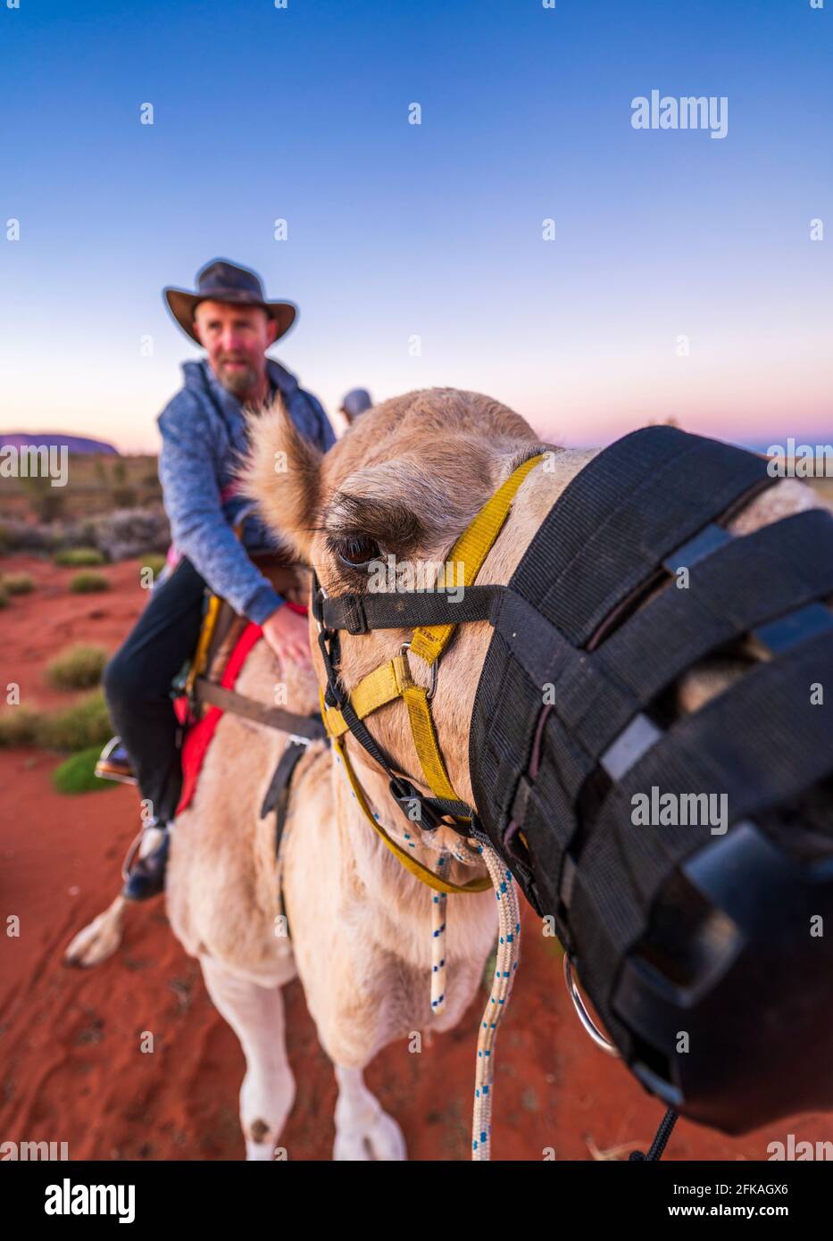 Camel ride at Uluru Stock Photo - Alamy