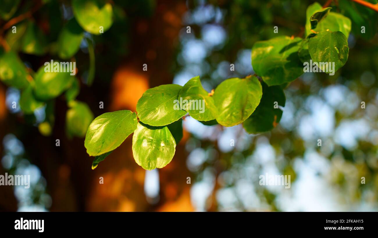 Green small leaves of Inidan Jujube or Ziziphus mauritiana in the ...