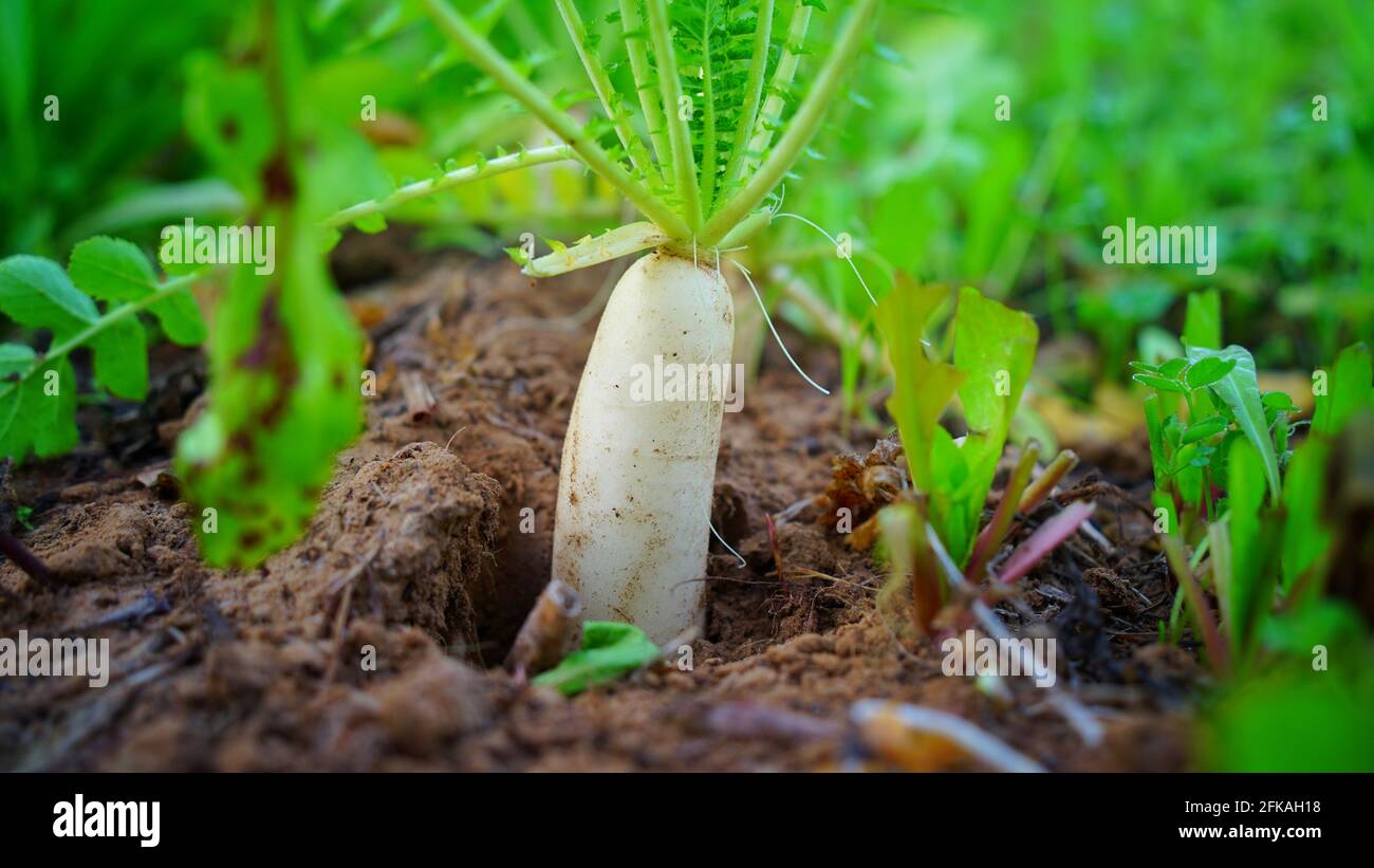 Radish root field hi-res stock photography and images - Alamy