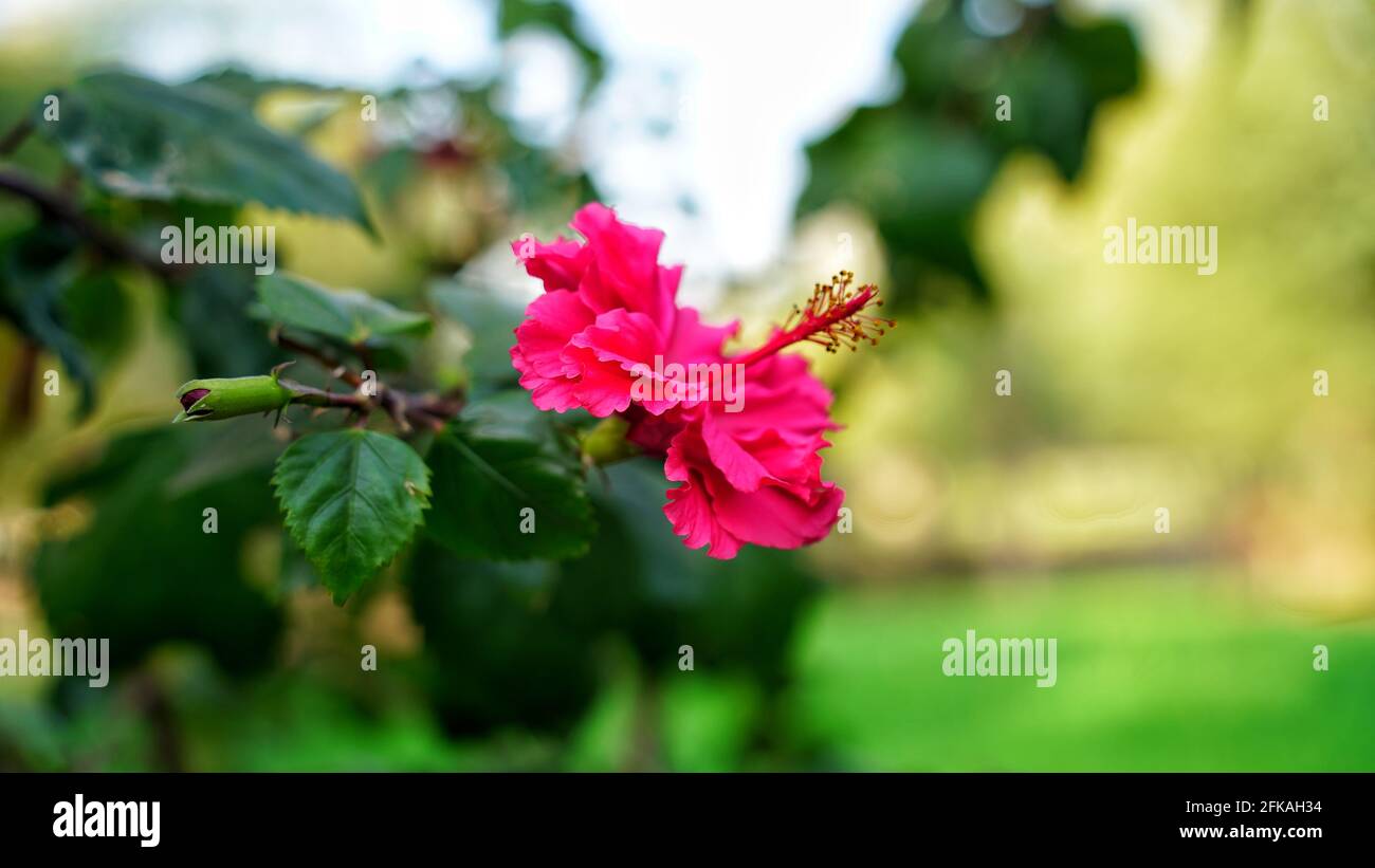 Pink Hibiscus flower flower known as gudhal flower in India. Macro ...