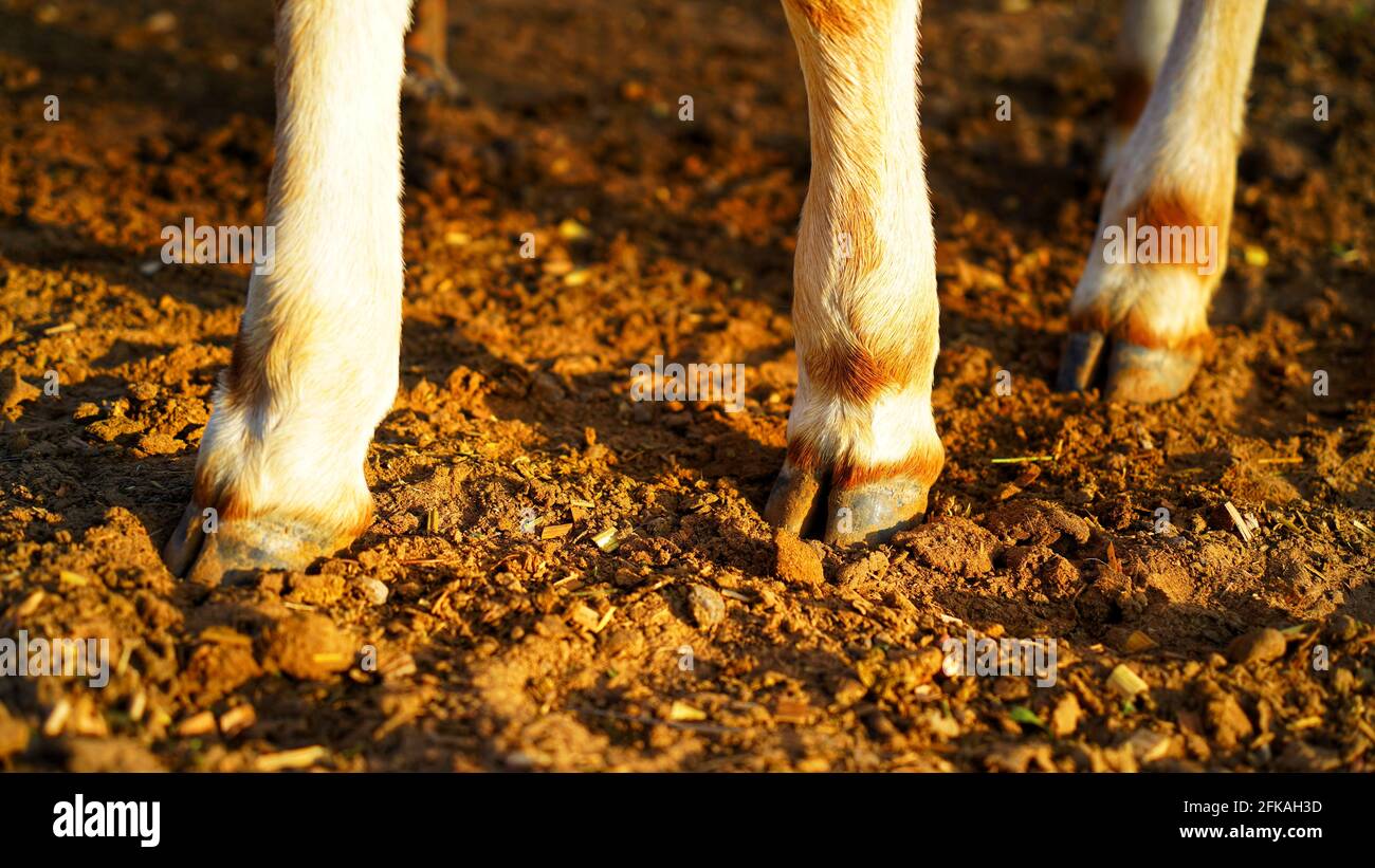 Cattle hoof not dairy hi-res stock photography and images - Alamy