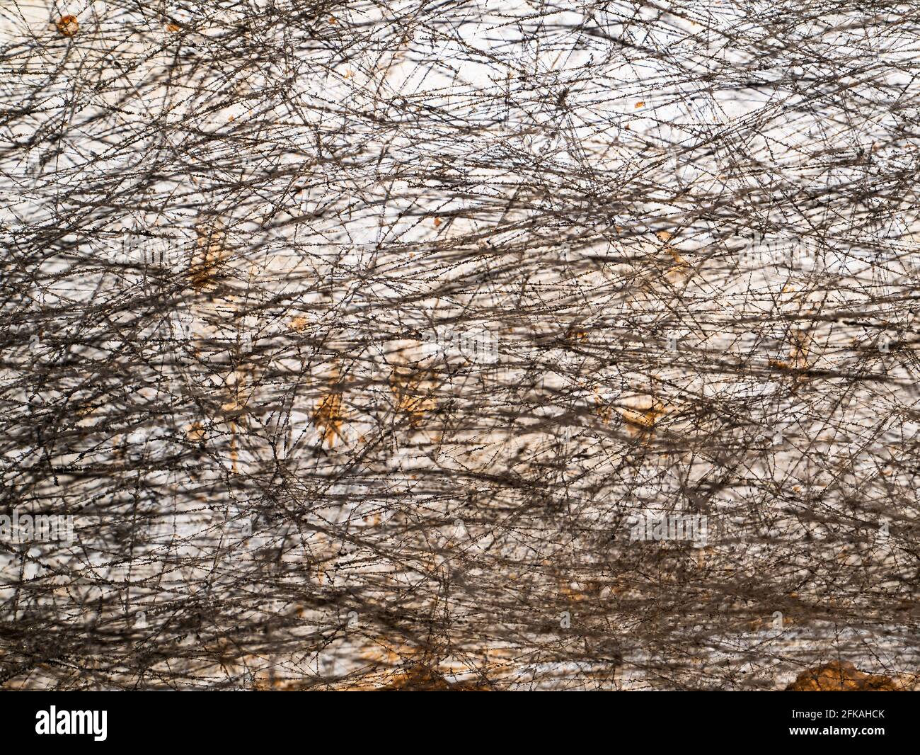 The texture of the spider web is black from smoke soot. Spider's web ...