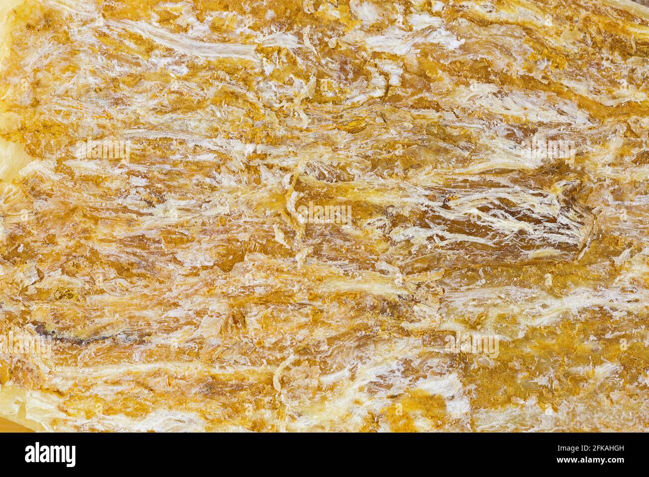 Closeup texture of dried Dong quai, Dang Gui, known as female ginseng ...