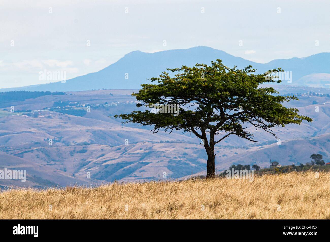 Leafy thorn tree and dry grass overlooking hills and valleys Stock ...