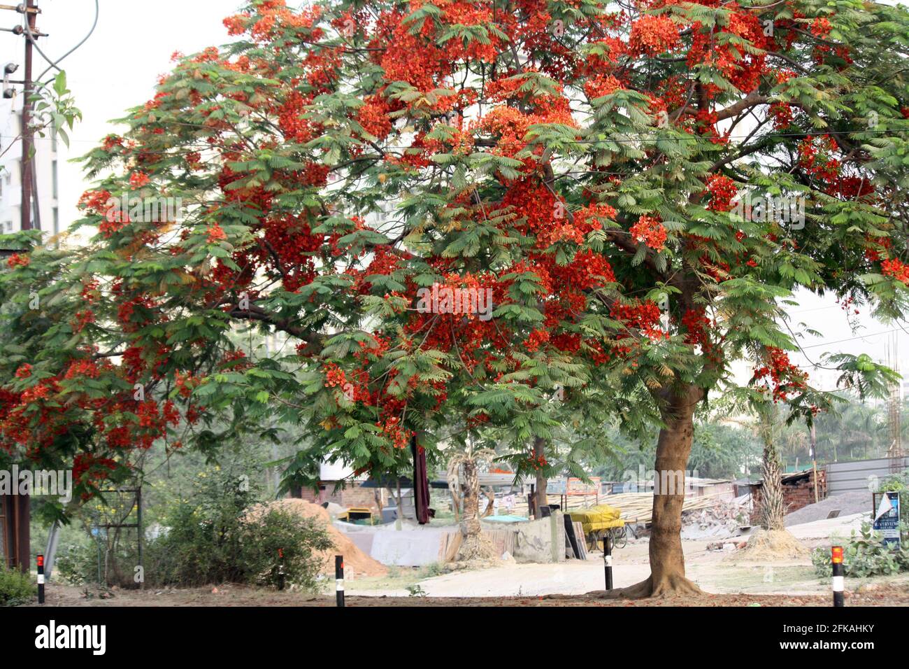 Gulmohar Tree